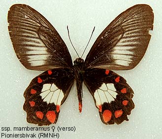 Papua Insects Foundation (Lepidoptera/Papilionidae/Pachliopta polydorus)